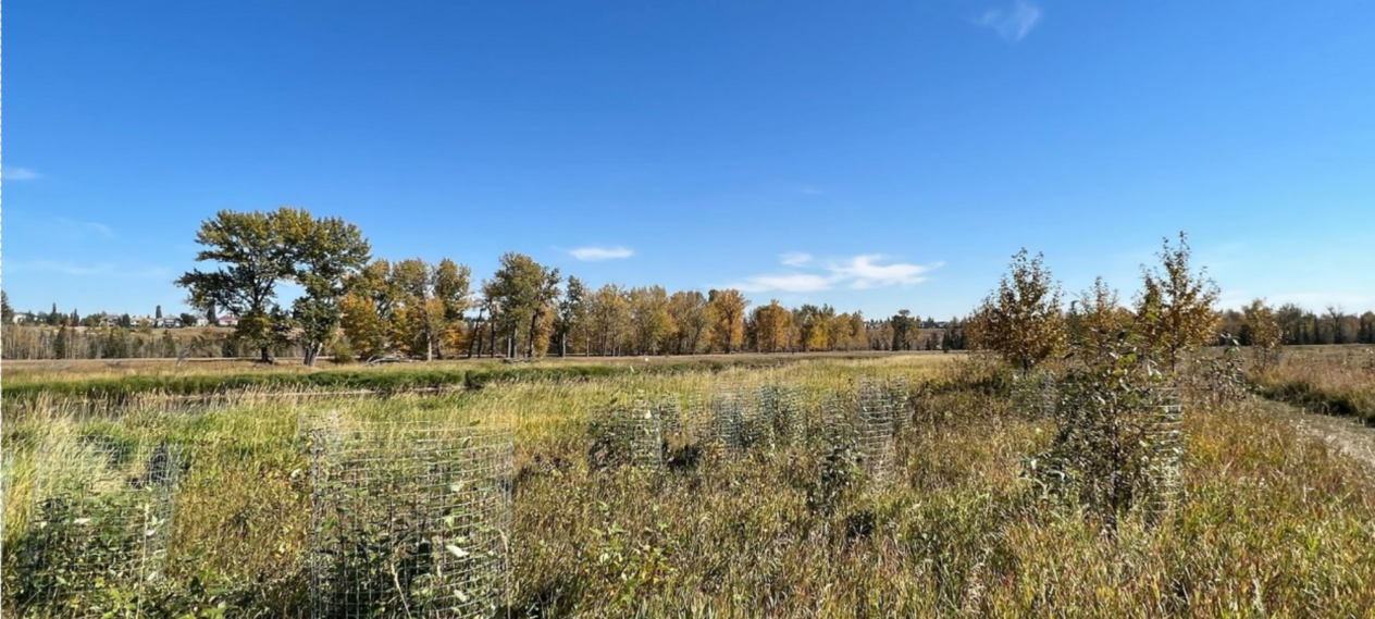 Mallard Point Riparian Health Improvement Project - CPAWS Southern Alberta