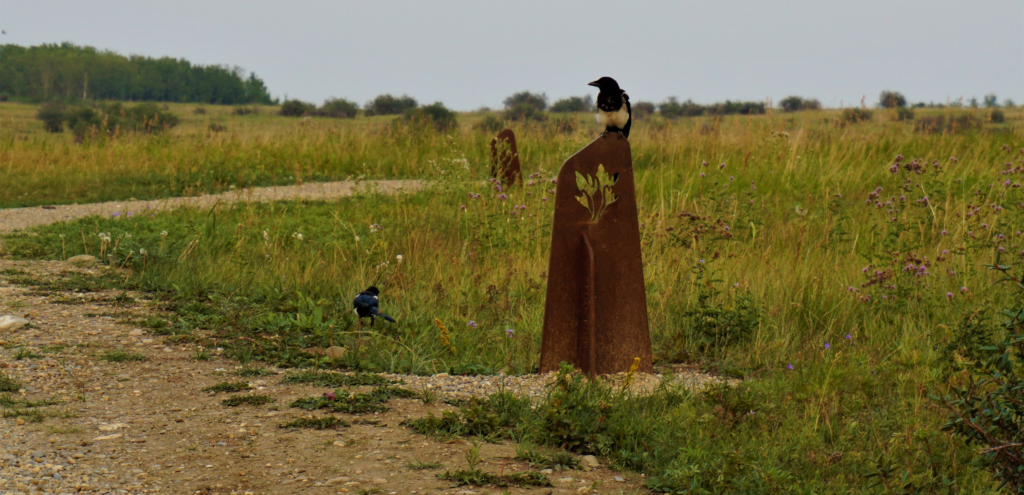 Indigenous-led Nature Walks — Spring 2024 - CPAWS Southern Alberta Indigenous-led Nature Walks — Spring 2024 - CPAWS Southern Alberta