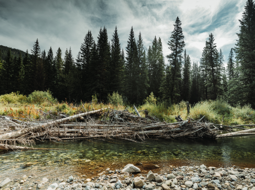 Defend Alberta Forests: Fund a Future for the Highwood - CPAWS Southern ...