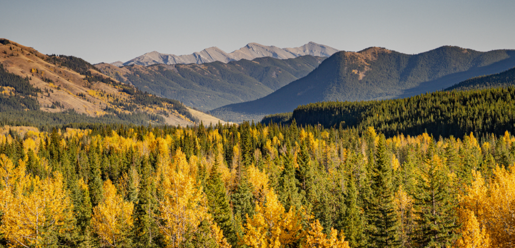 Defend Alberta Forests: Fund a Future for the Highwood - CPAWS Southern ...