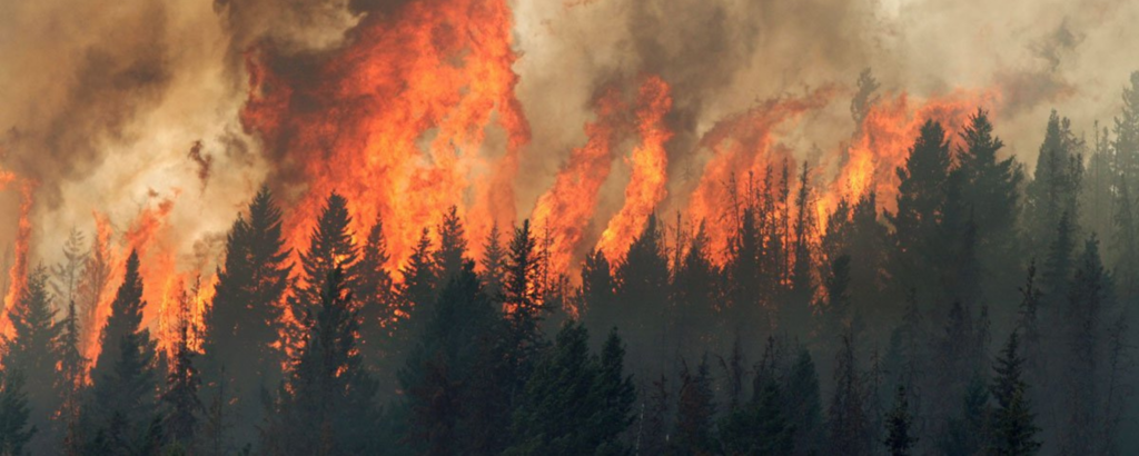 Reuniting with Fire: Restoring Indigenous Fire Stewardship in Canada ...