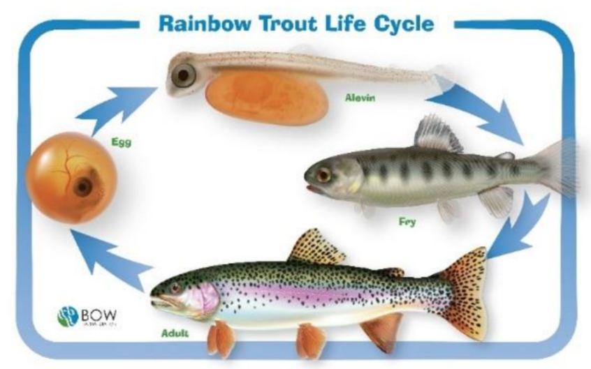 Rock, Paper, Scissors, Trout - CPAWS Southern Alberta